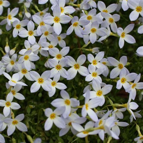 Types Of Yellow And White Flowers At Spencer Erlikilyika Blog