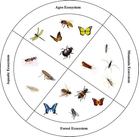 Class Insecta Characteristics