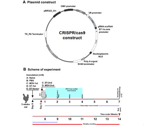 Plasmid Design And General Experimental Scheme A Schematic