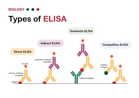 What Is Enzyme Linked Immunosorbent Assay Elisa Healthcare