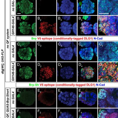 Cell Type Specific Labeling Of Dlg1 In Larval Neurons Using Dlg1 4k Download Scientific
