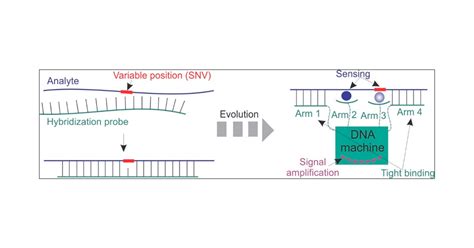 Dna Hybridization