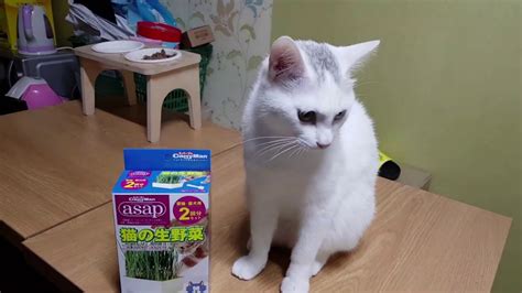 [냥이] 고양이 캣그라스 반응보기 Youtube