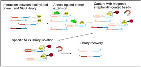 Primer Extension Capture Specific Genomic Regions Are Targeted By Download Scientific Diagram