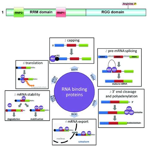 Pdf Rna Binding Motif Protein 3 A Potential Biomarker In Cancer And
