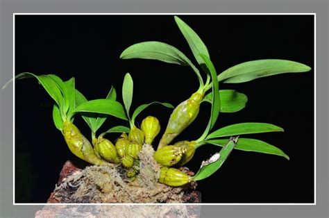 China Good Price Dendrobium Stem Extract Powder Manufacturers Suppliers