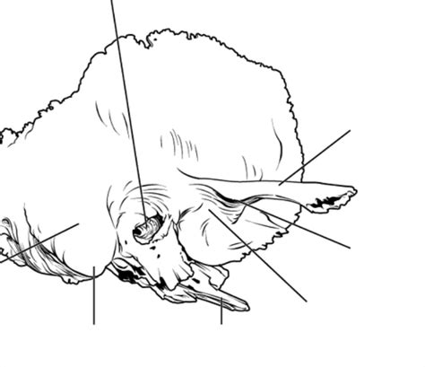 Temporal Bone With Bony Landmarks Diagram Quizlet