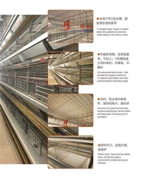 自动化养鸡设备层叠蛋鸡笼 喜来亚畜牧设备 鸡笼设备 自动化养鸡设备 蛋鸡笼 育雏鸡笼 鸭笼设备厂家 喜来亚畜牧设备