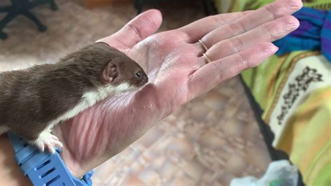 «Дикая ласка ест с руки Youtube