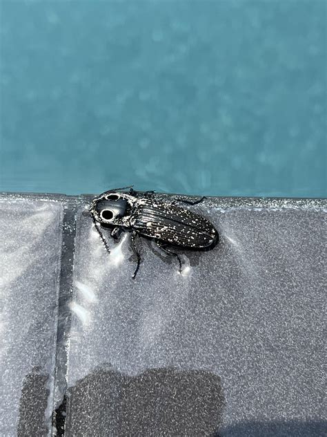 Whats This Big Ass Beetle About 3 Inches Long In Coastal Se Usa R