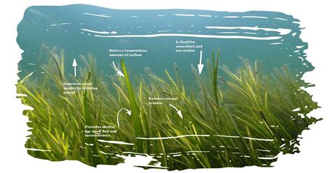 Eelgrass The Unsung Hero Of The Sea