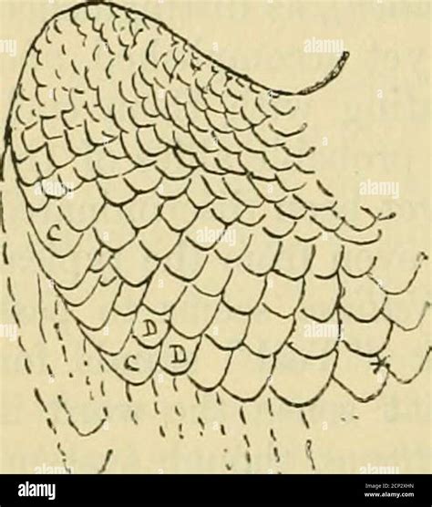 A Dictionary Of Birds Over The Base Ofthe Quill Feathers Of The Wing Remiges P 780 And