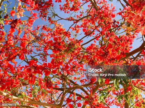 빨간 부드러운 아름 다운 자연 장작 Delonix의 이집트와 푸른 하늘에는 열 대 이국적인 식물의 꽃의 꽃잎을 가진 수많은