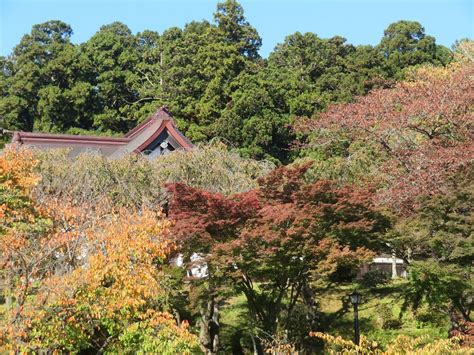 志波彦神社鹽竈神社境内の紅葉10月30日塩竈市菊祭り四季桜 哲風のBLOG
