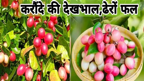 भयंकर गर्मी में करौंदे की देखभाल कैसे करें और ढेरो फल कैसे पाएं Youtube
