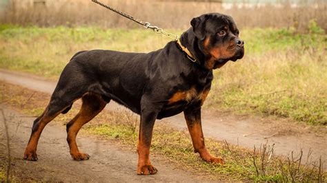 Dog Breeds Waf