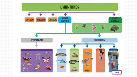 Animal Classification Classifying Animals By Characteristics Youtube