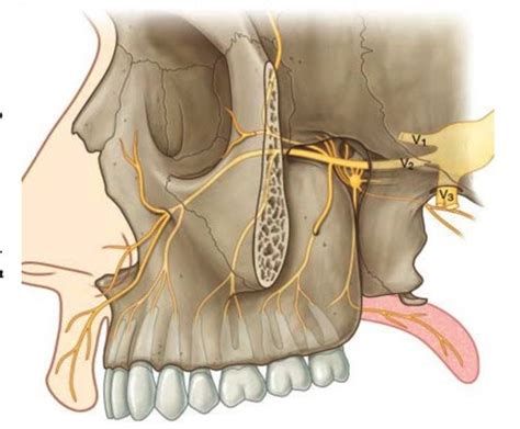 Fobd Pterygopalatine Fossa Part 2 Diagram Quizlet