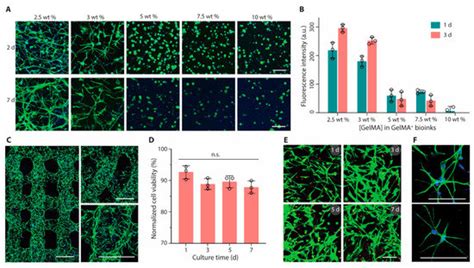 Characterization Of Biocompatibility Of Functional Bioinks For 3d Bioprinting