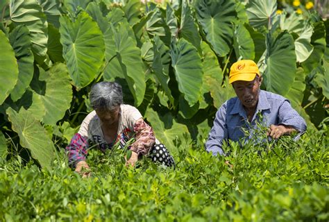 组图∣江苏泰州：高温下的户外劳动者
