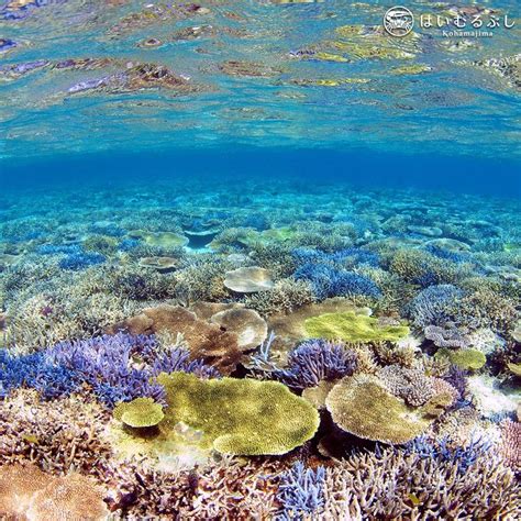 石垣島と西表島の間に広がる国内最大のサンゴ礁石西礁湖せきせいしょうこ世界有数の透明度や400種類を超える造礁サンゴが分布する美しく豊か