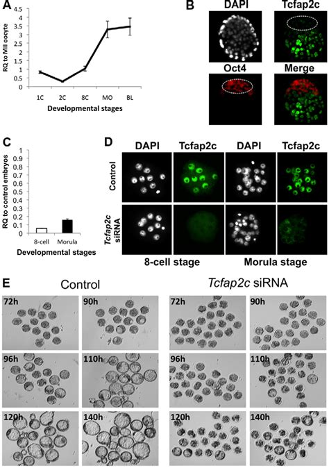 Figure 1 From Transcription Factor Ap 2γ Is A Core Regulator Of Tight