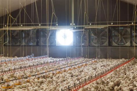 Android Platform Based Temperature Monitoring Design For Poultry Farms