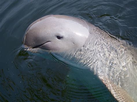 Help Save Irrawaddy Dolphins Fauna And Flora
