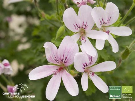 Pelargonium X Citriodorum Prince Of Orange Orangen Duftgeranie