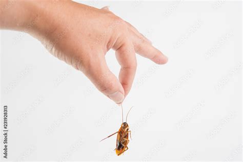 Focus Hand Holding Body Cockroach Isolated On White Background Stock