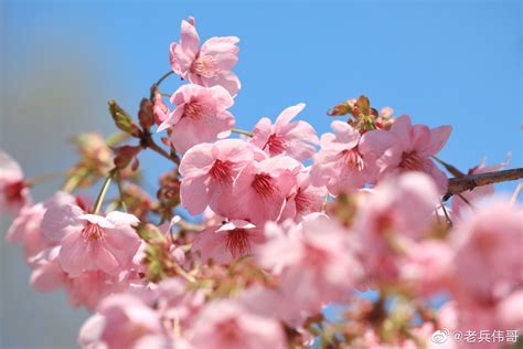 遇见大连第一片阳光樱绽放 旅顺 樱花 高冈 新浪新闻