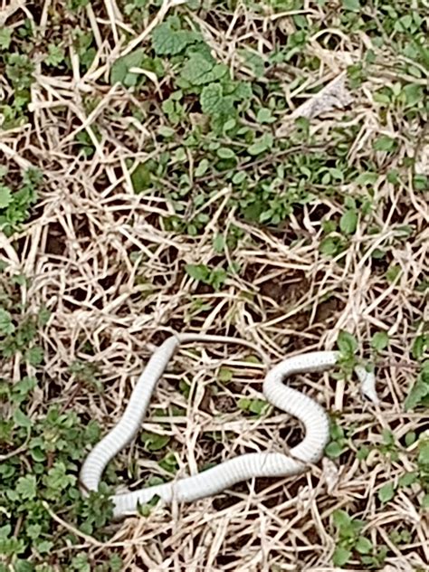 It Was A Pleasure To Meet Pythor R Ninjago