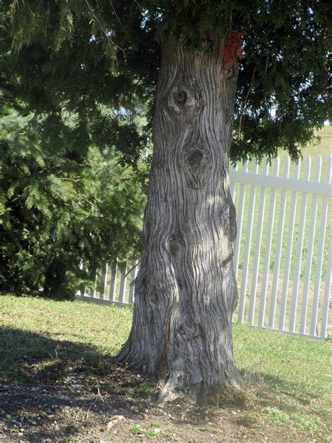 The Knarly Tree Photograph By Gordon Wendling Pixels