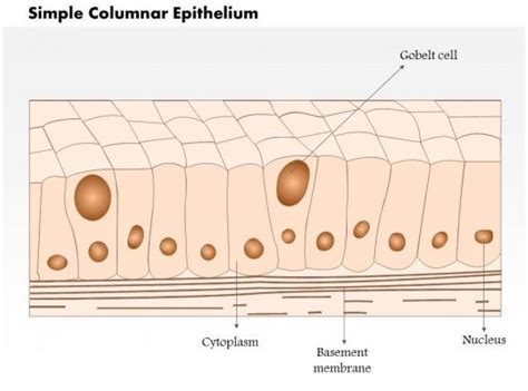 Simple Columnar Epithelium A Labeled Diagram And