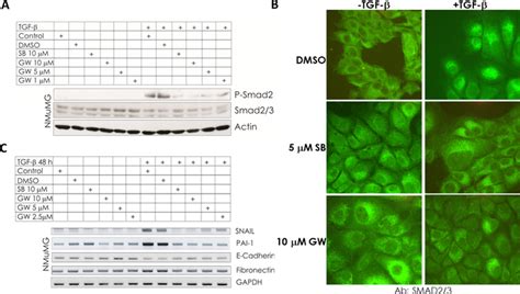 Studying Tgf ÃƒÅ½Ã‚Â² Signaling And Tgf ÃƒÅ½Ã‚Â² Induced Epithelial To