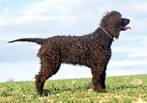The Tweed Water Spaniel The Legacy Of A Lost Retriever Breed