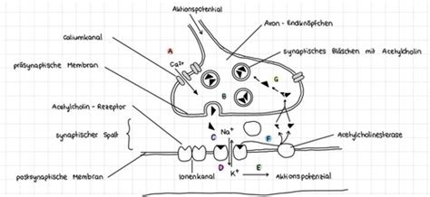 Bau Und Funktion Einer Neuromuskulären Synapse Karteikarten Quizlet