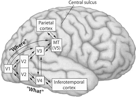 The Visual Pathways Of Human Visual Recognition Process The Visual Download Scientific Diagram