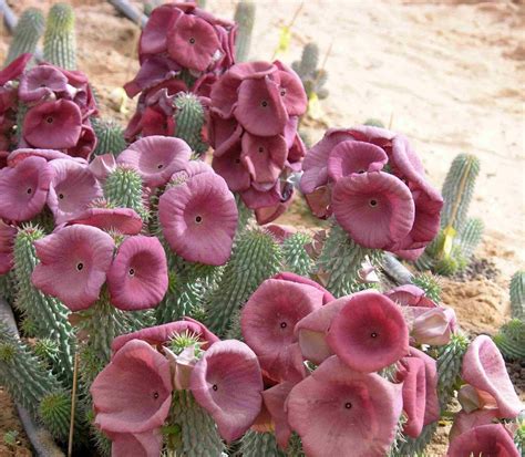 Hoodia Gordonii – Gipsygarden