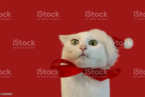 빨간 배경에 산타클로스 모자를 쓴 재미있는 하얀 솜털 고양이 0명에 대한 스톡 사진 및 기타 이미지 0명 12월 가정 생활 Istock