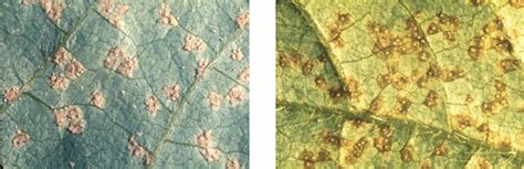 Pdf Screening Us Soybean Germplasm For Rust Resistance Semantic Scholar