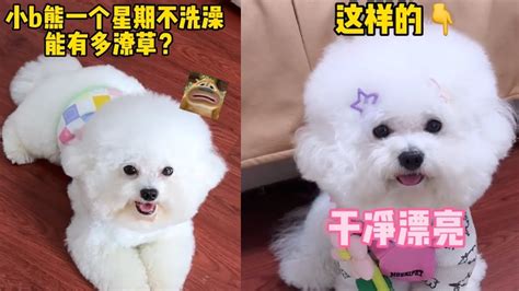 劈叉小狗一個星期沒洗澡能有多潦草 狗狗 pets 萌寵 YouTube