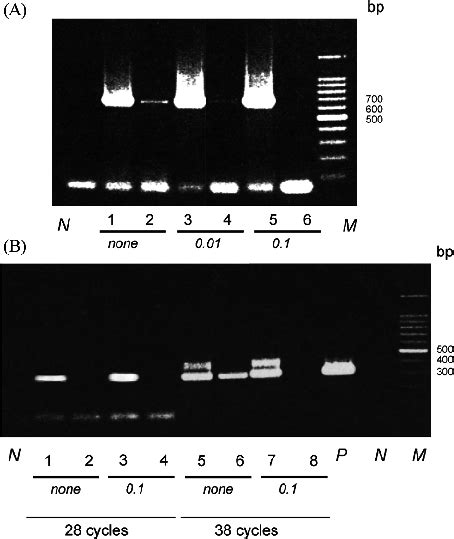 Effect Of Dnase Free Rnase A Treatment On The Detection Of Specific Download Scientific Diagram