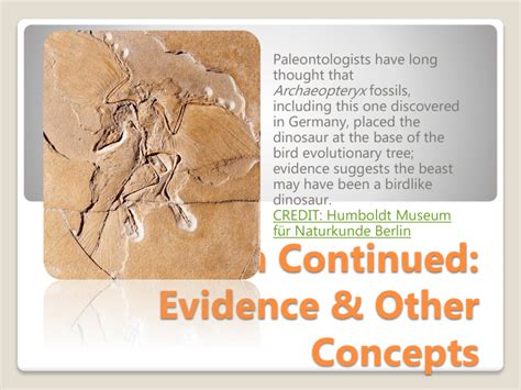 Fossil Evidence For Evolution Video At Edwin Bowens Blog