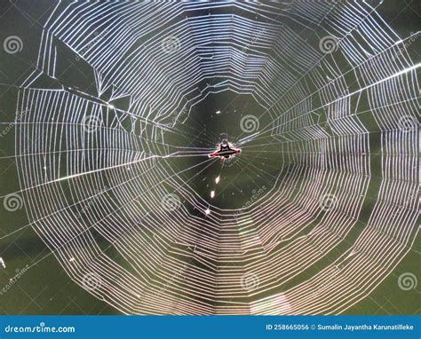 A Spider S Web An Intricate Structure Created By An Insect Stock