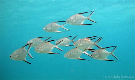 3 Best Snorkeling Spots At Pinel Island
