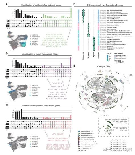 Cell 中科院王佳伟团队绘制首个维管植物单细胞图谱 知乎