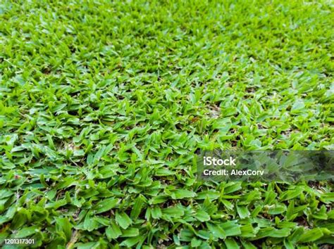 갓 녹색 잔디를 잘라 쾌적 한 좋은 냄새 개념입니다 편안한 배경 텍스처 계절에 대한 스톡 사진 및 기타 이미지 계절 매니큐어 미용술 목가적인 Istock