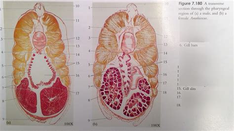 Amphioxus Diagram Quizlet