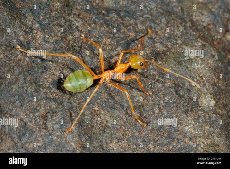 Asian Weaver Ant Weaver Ants Oecophylla Smaragdina Other Animals